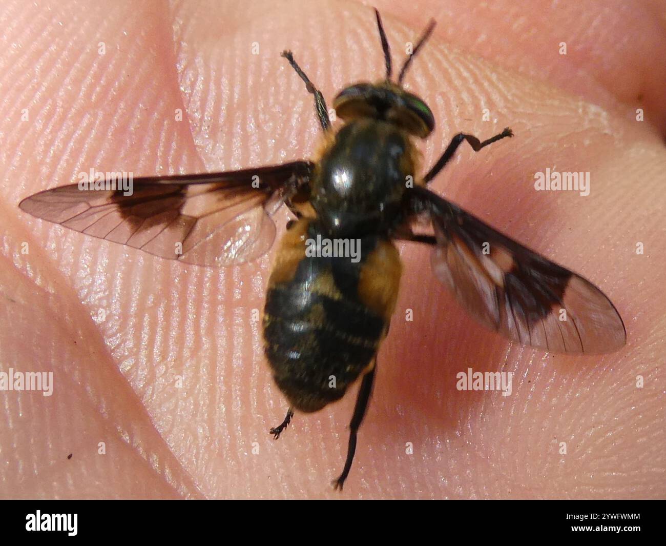 Bothersome Deer Fly (Chrysops excitans Stock Photo - Alamy