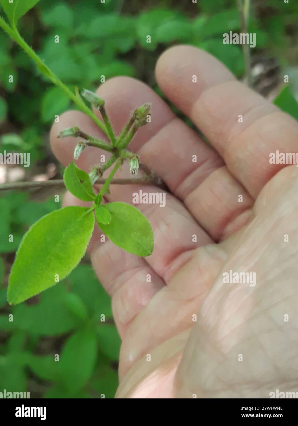 Pinxter Flower (Rhododendron periclymenoides Stock Photo - Alamy