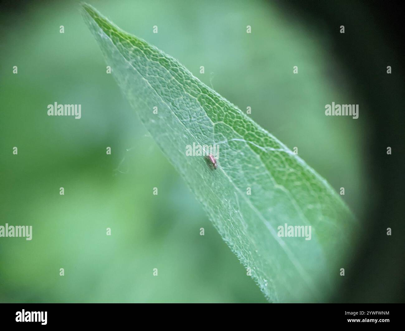 Minute Brown Scavenger Beetles (Latridiidae Stock Photo - Alamy