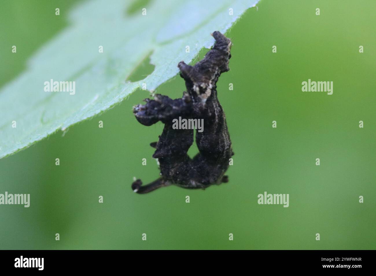 Horned Spanworm Moth (Nematocampa resistaria Stock Photo - Alamy