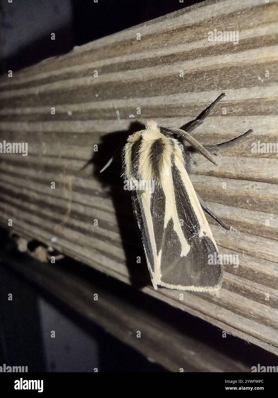 Nais Tiger Moth (Apantesis nais Stock Photo - Alamy
