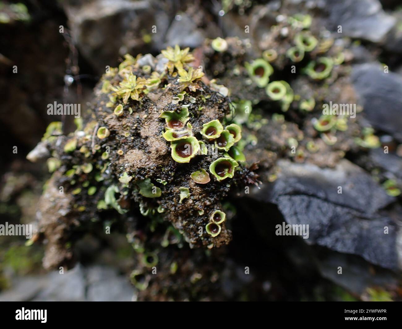 Common Chocolate Chip Lichen (Solorina saccata Stock Photo - Alamy
