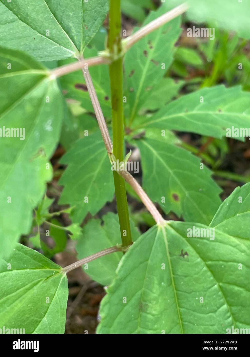 false nettle (Boehmeria cylindrica Stock Photo - Alamy