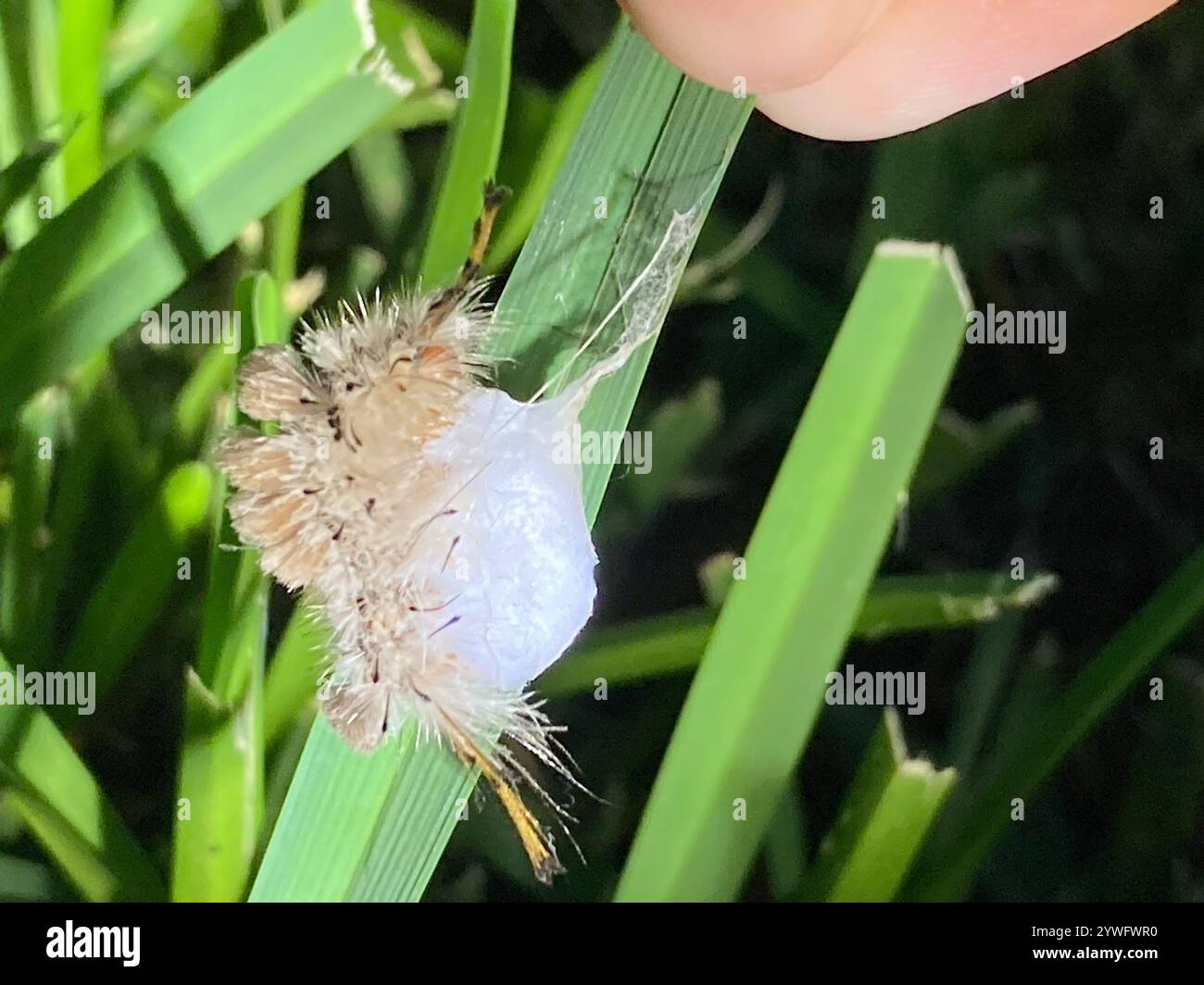 Ants, Bees, Wasps, and Sawflies (Hymenoptera Stock Photo - Alamy