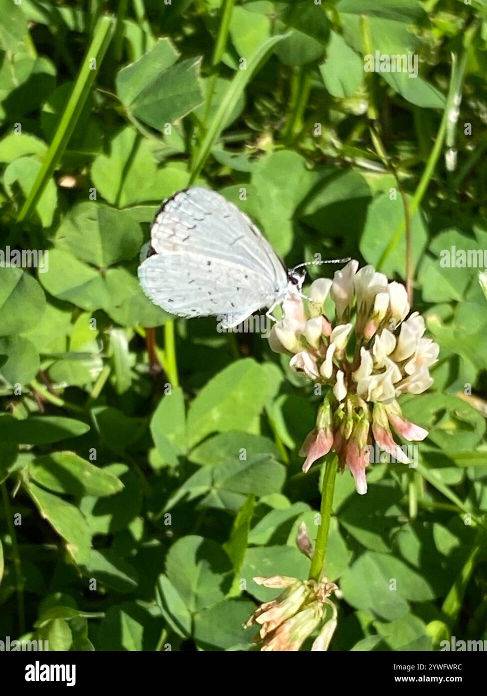 Summer Azure (Celastrina neglecta Stock Photo - Alamy