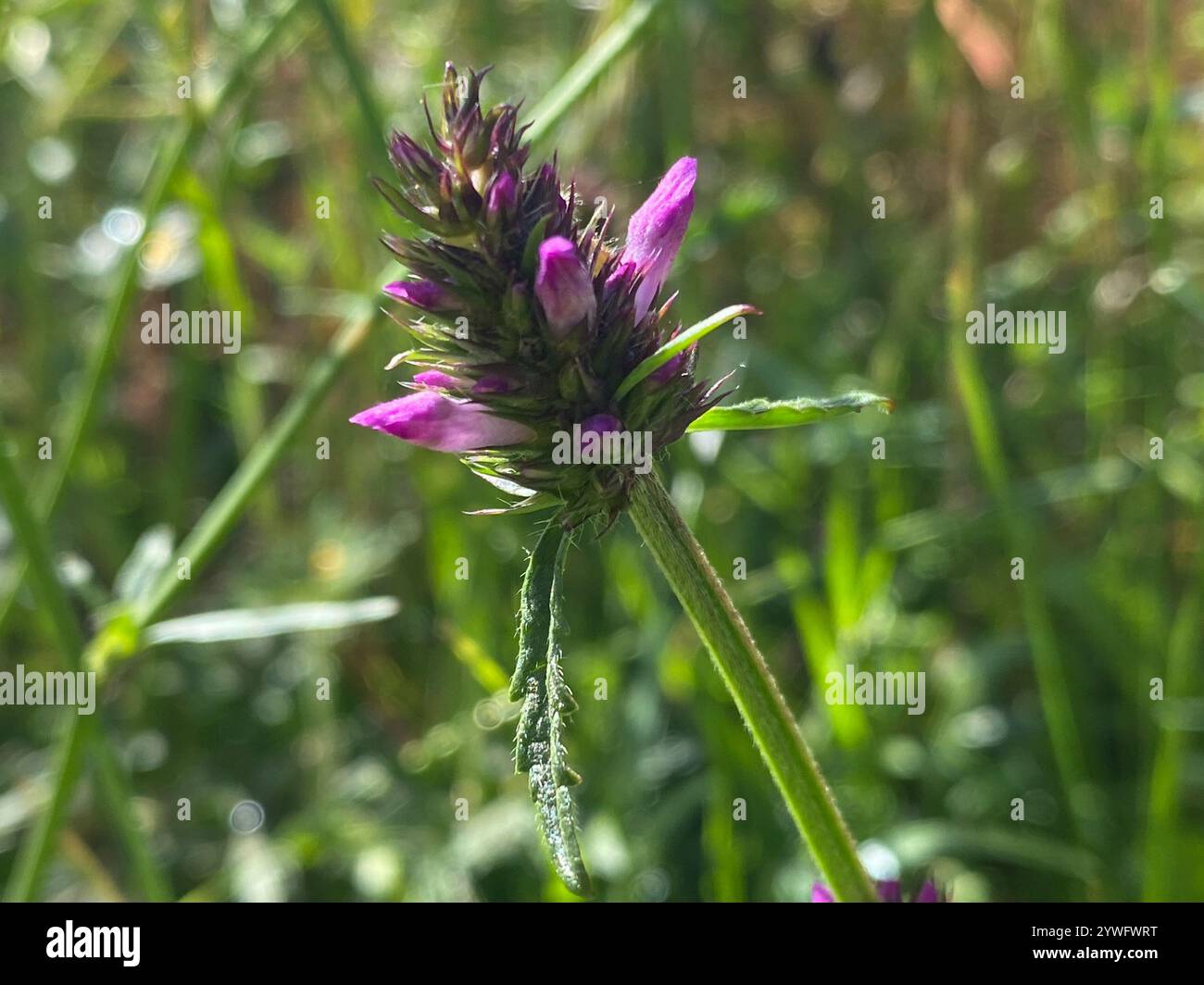 common hedge-nettle (Betonica officinalis Stock Photo - Alamy