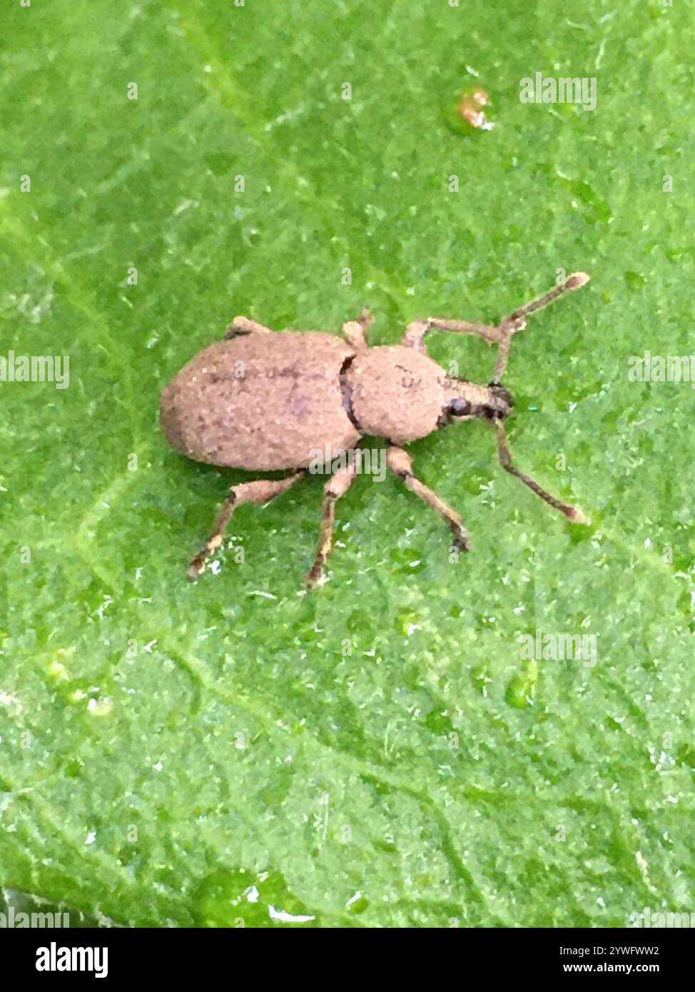 Clay-coloured Weevil (Otiorhynchus singularis Stock Photo - Alamy