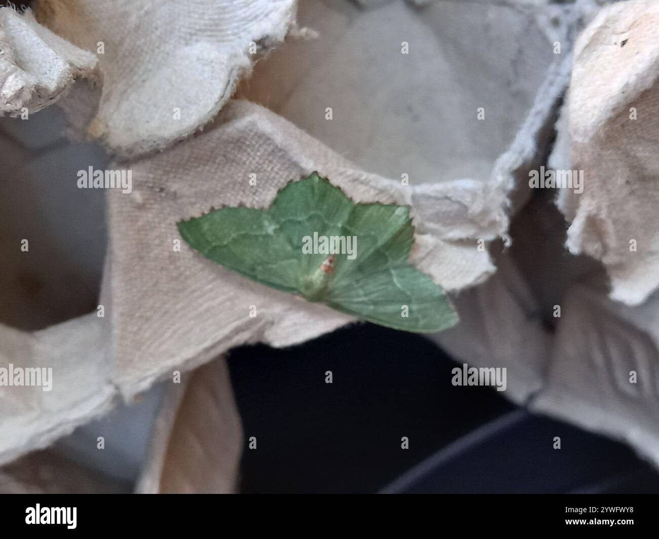 Common Emerald (Hemithea aestivaria Stock Photo - Alamy