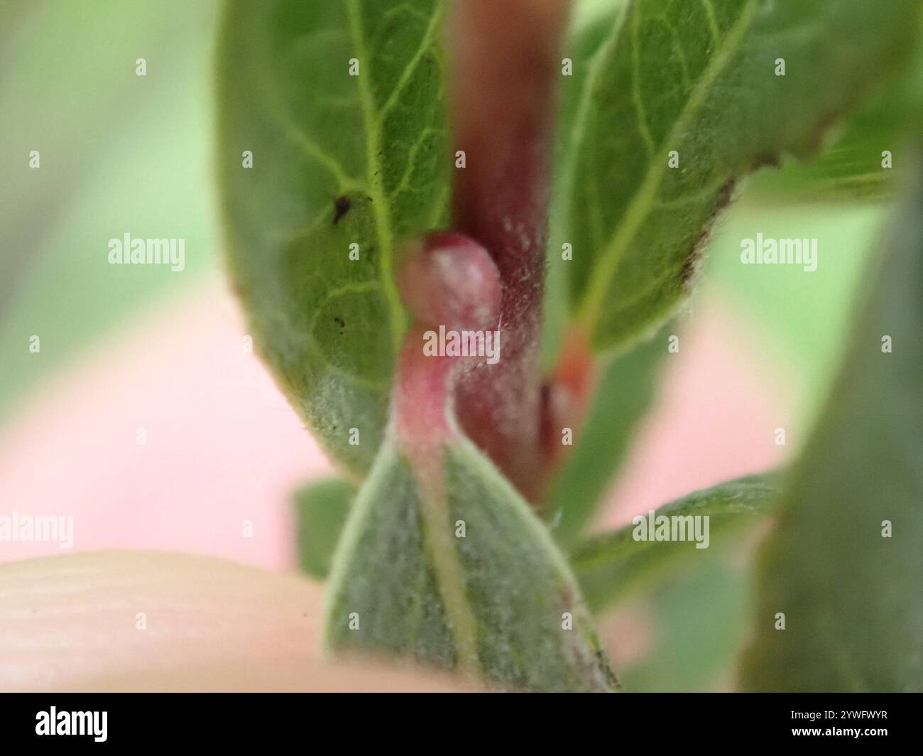 Creeping Willow (Salix repens Stock Photo - Alamy