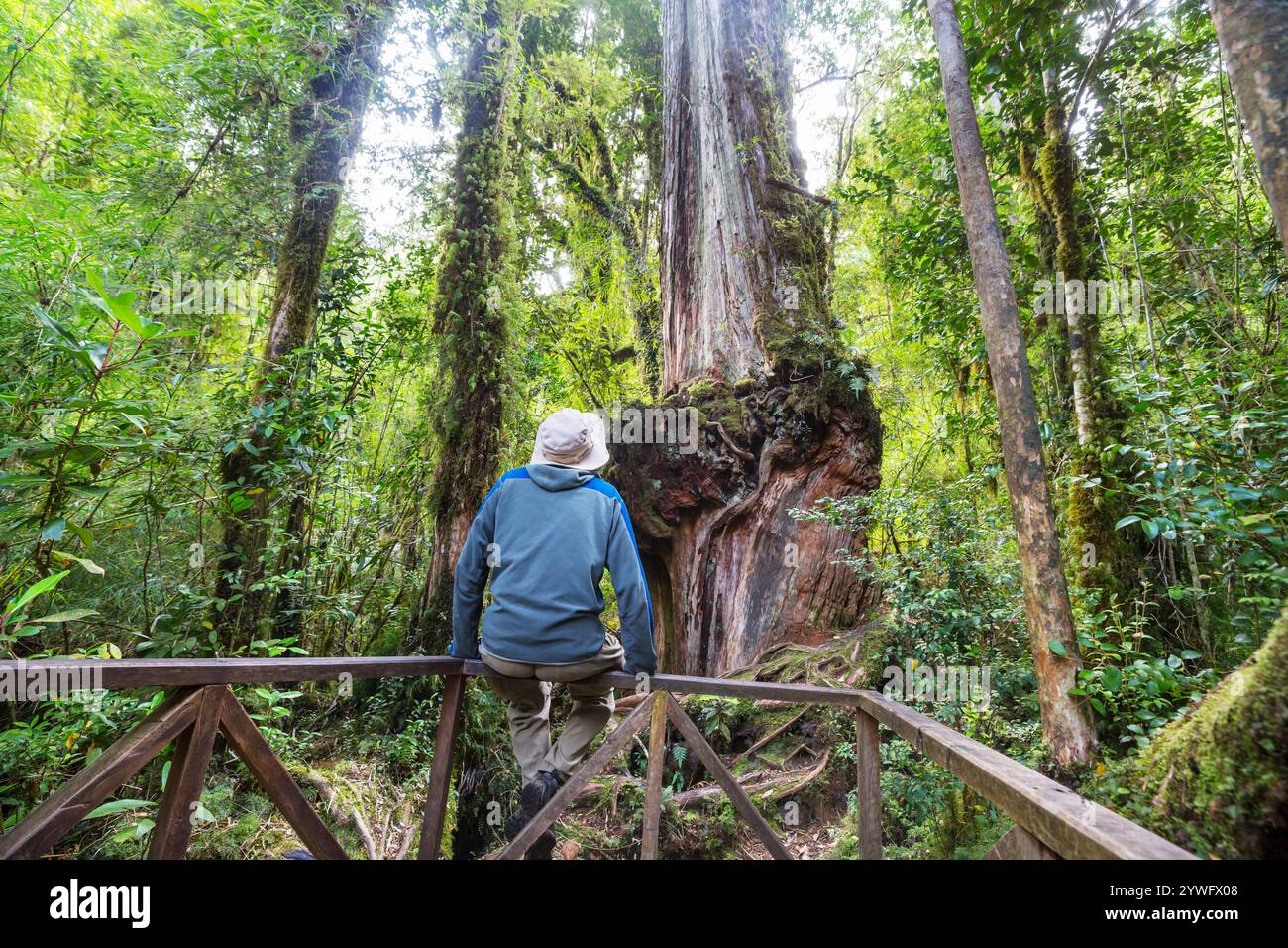 Giant tree in rain forest . Beautiful landscapes in Pumalin Park ...
