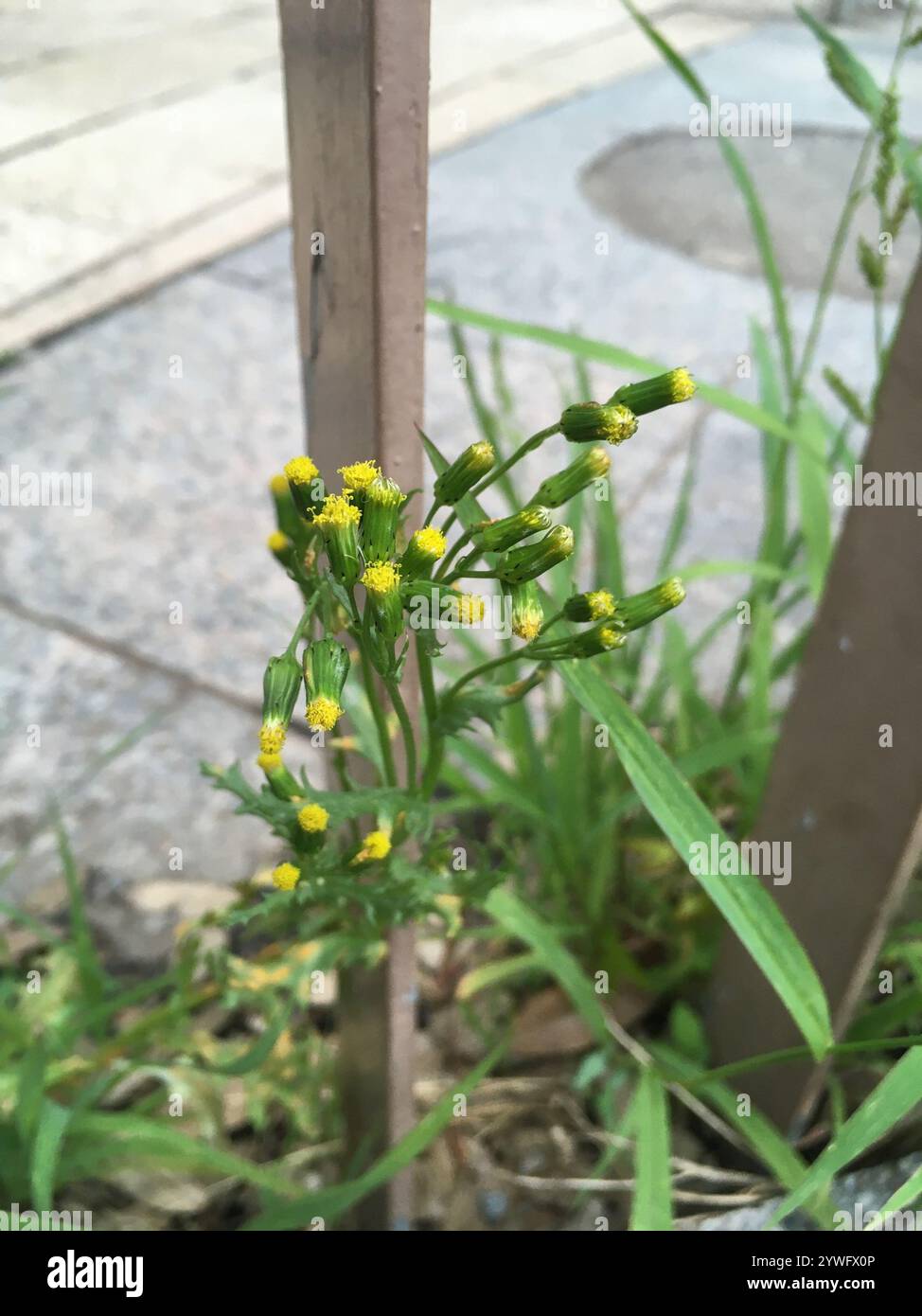 common groundsel (Senecio vulgaris Stock Photo - Alamy