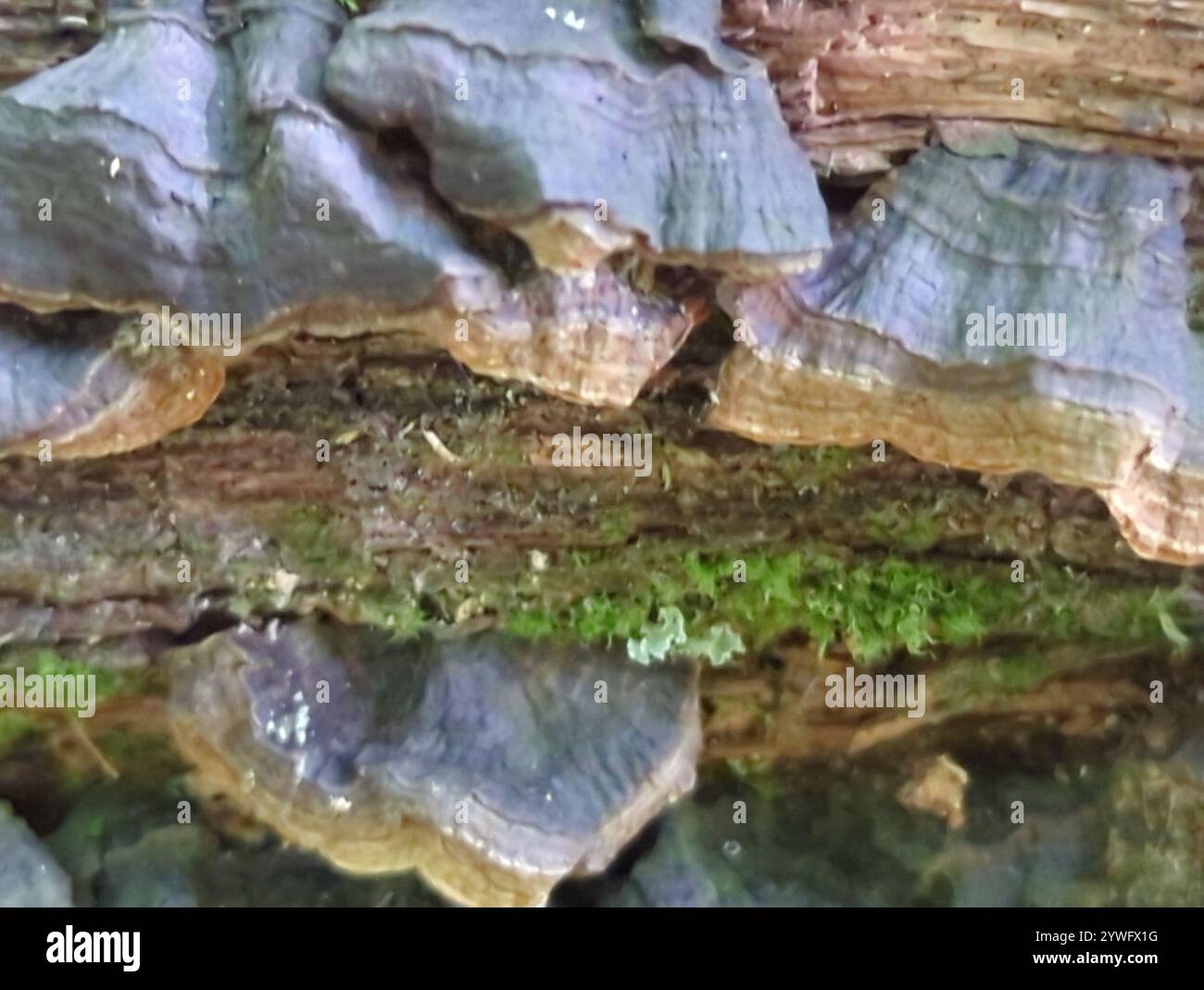 Oak Curtain Crust Fungus (Hymenochaete rubiginosa Stock Photo - Alamy