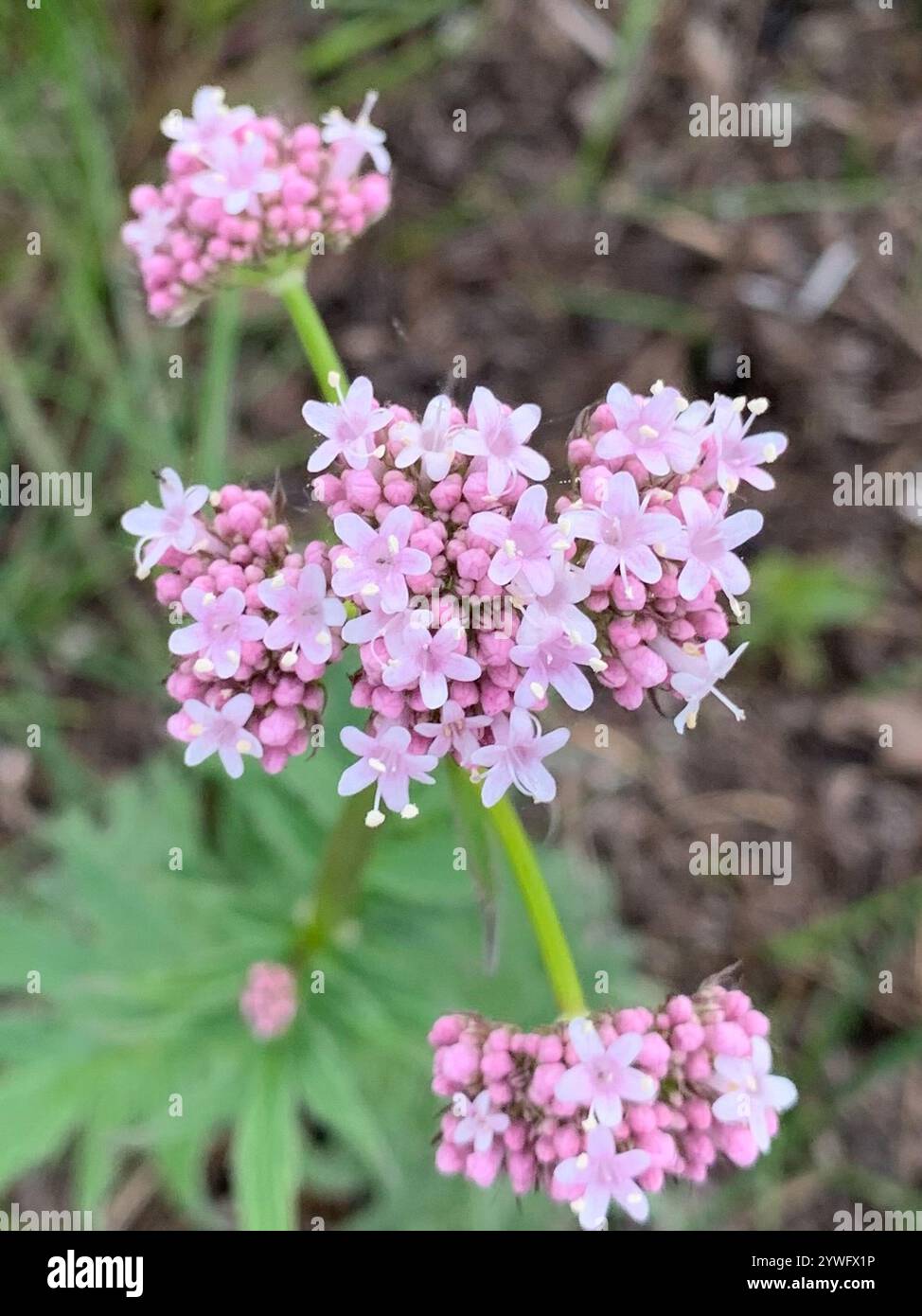 common valerian (Valeriana officinalis Stock Photo - Alamy