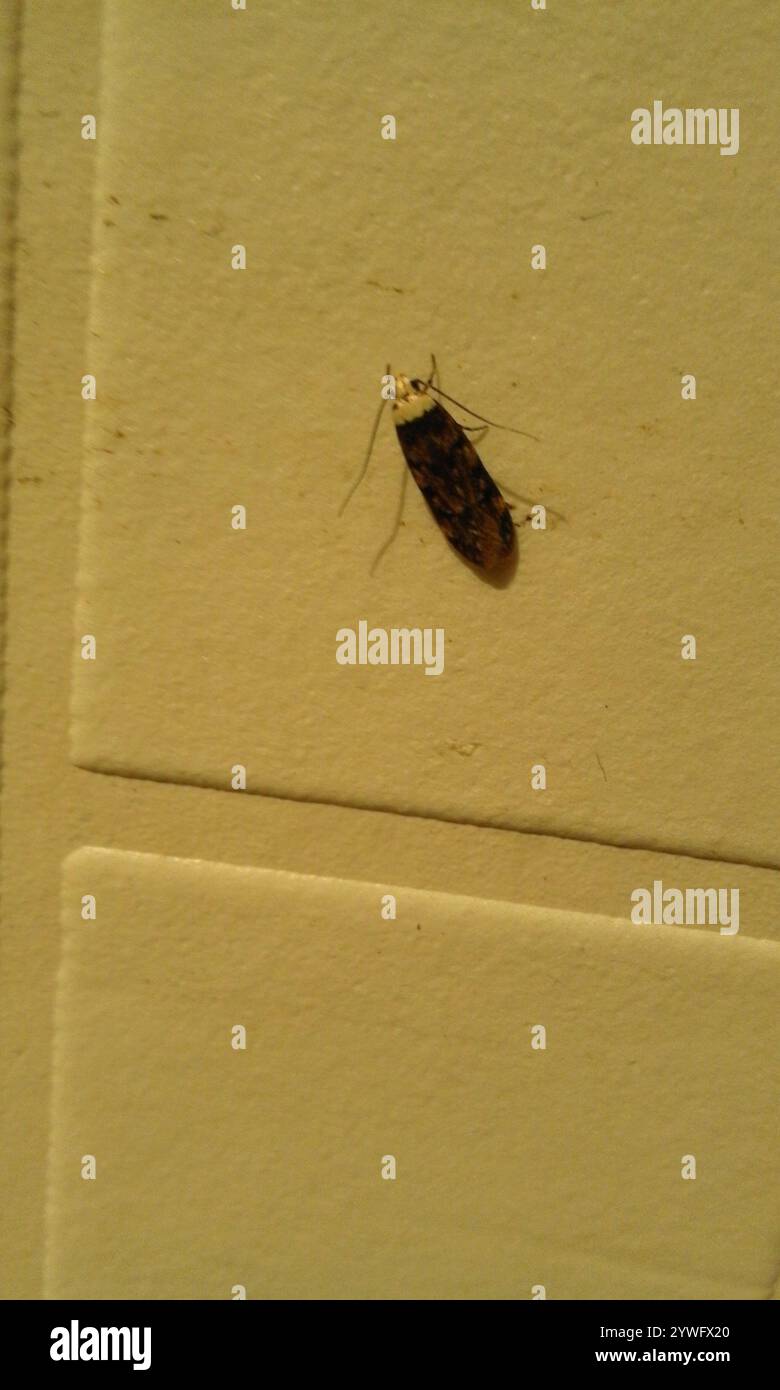 White-shouldered House Moth (Endrosis sarcitrella Stock Photo - Alamy