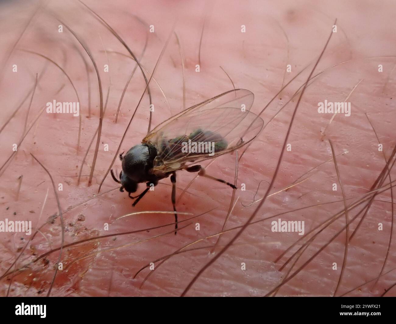 Black Flies (Simuliidae Stock Photo - Alamy