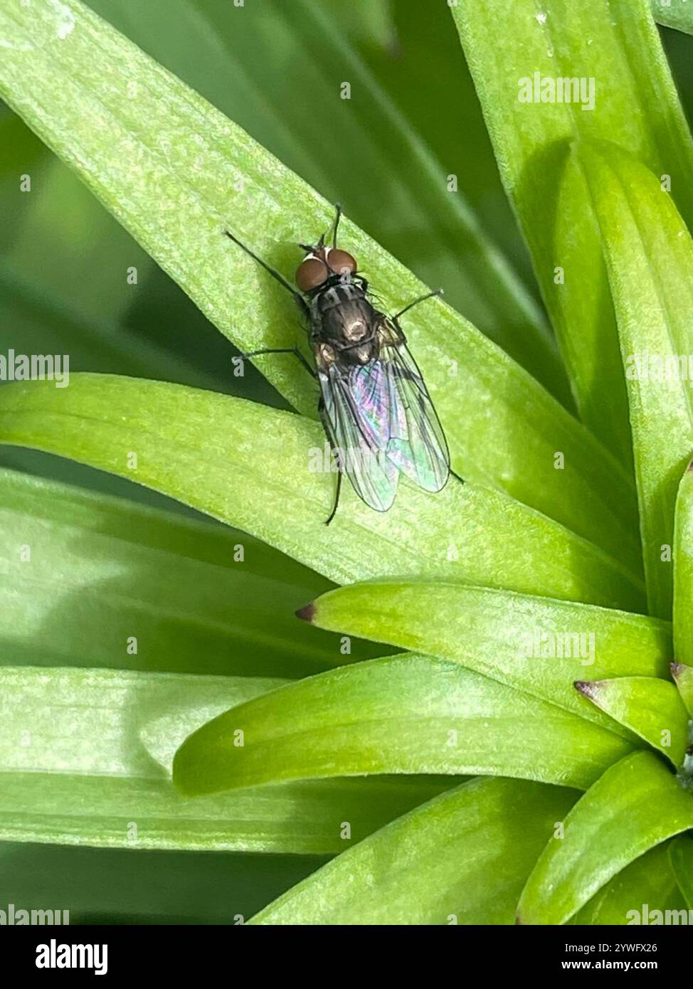Root-maggot Flies (Anthomyiidae Stock Photo - Alamy