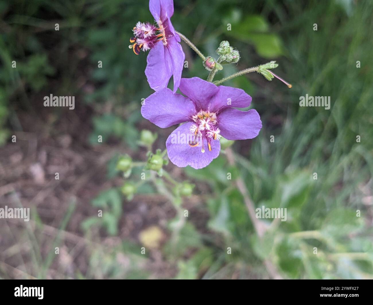 Purple Mullein (Verbascum phoeniceum Stock Photo - Alamy