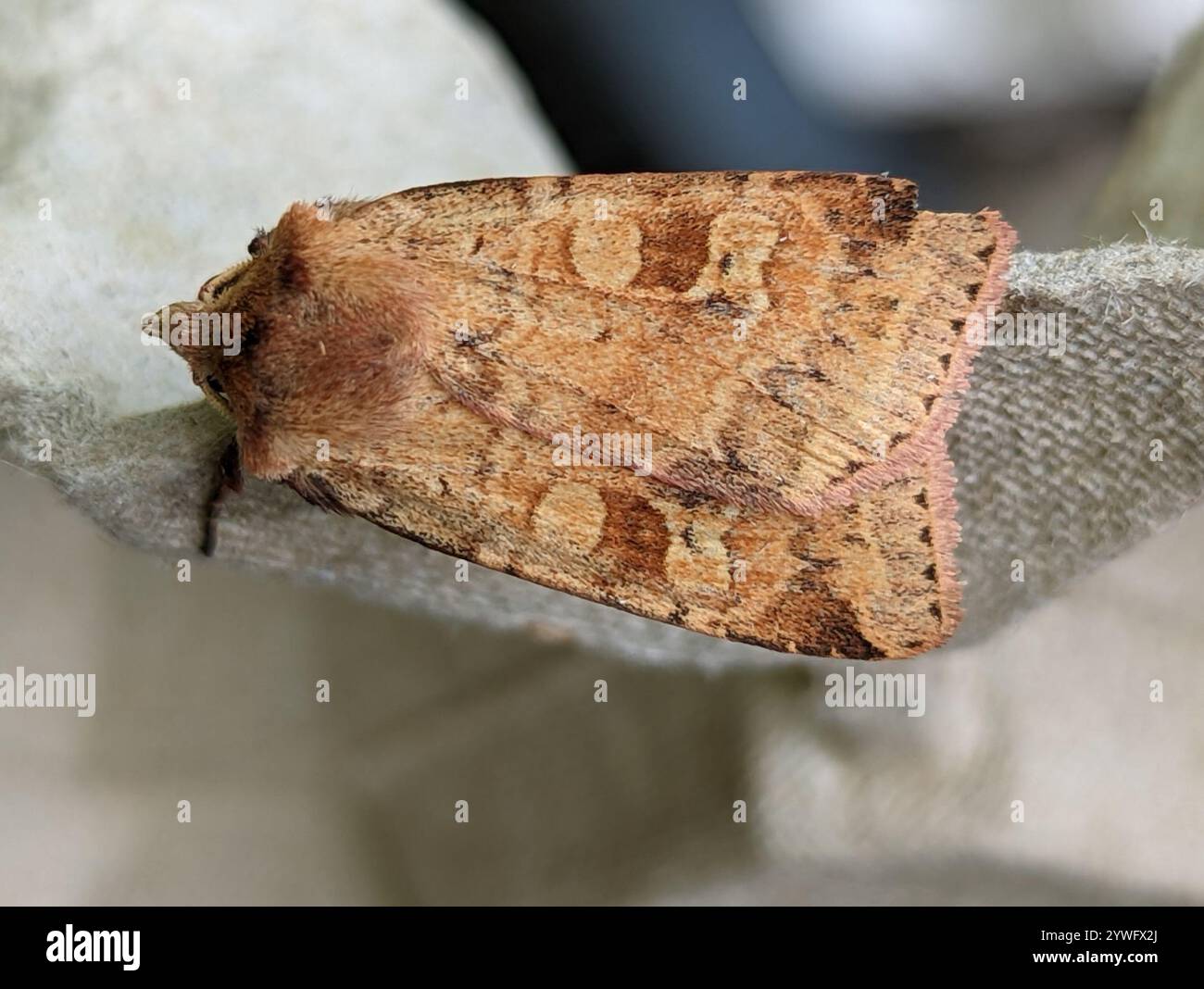Diarsia mendica diarsia mendica hi-res stock photography and images - Alamy