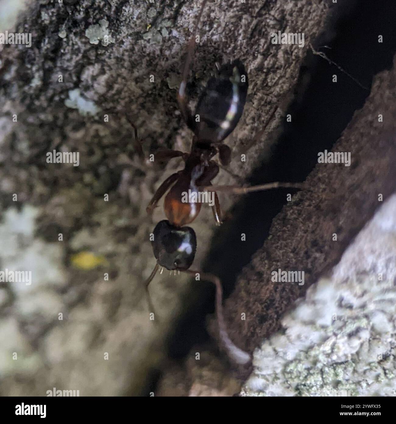 Nearctic Carpenter Ant (Camponotus nearcticus Stock Photo - Alamy