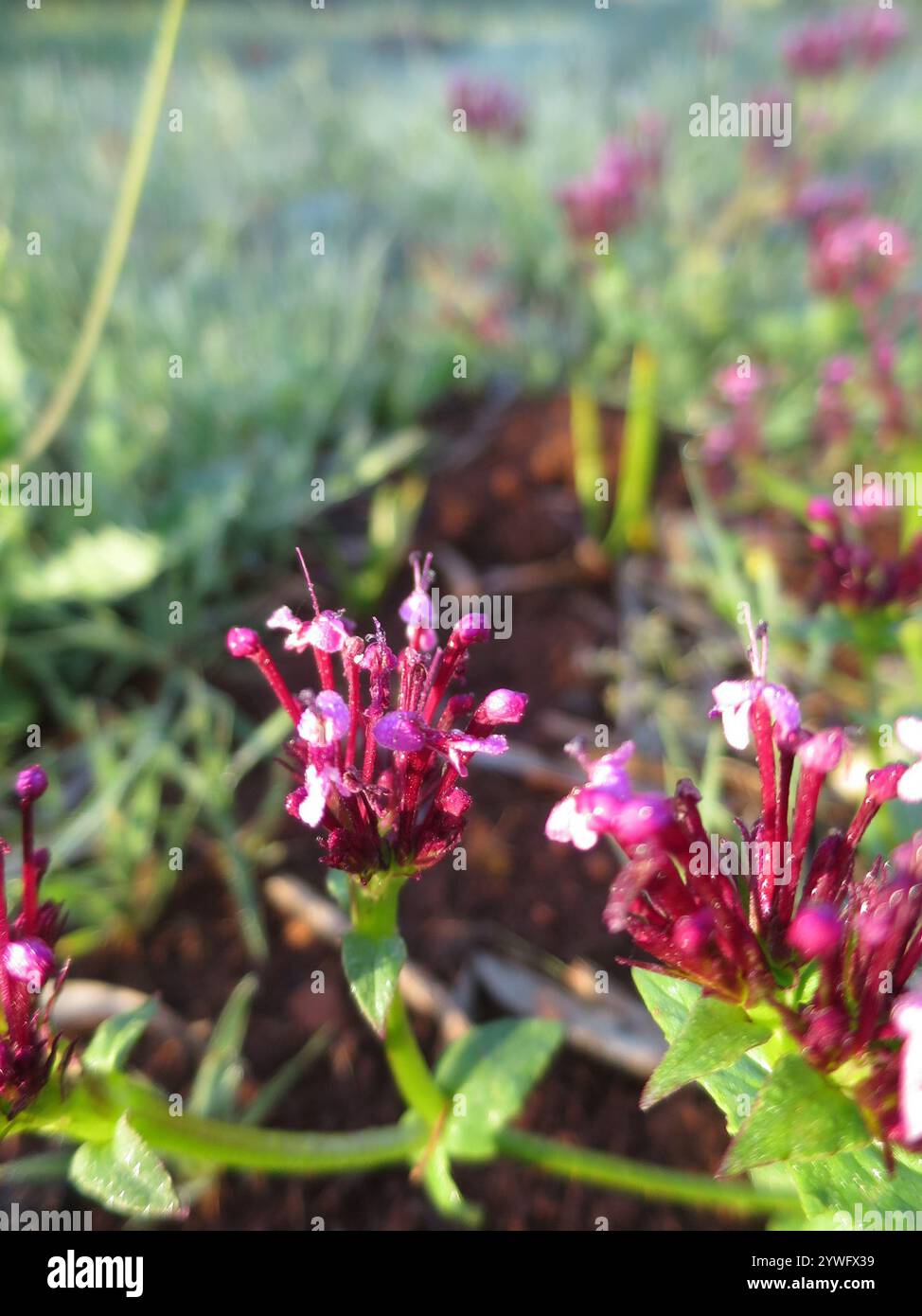 Fedia hi-res stock photography and images - Alamy