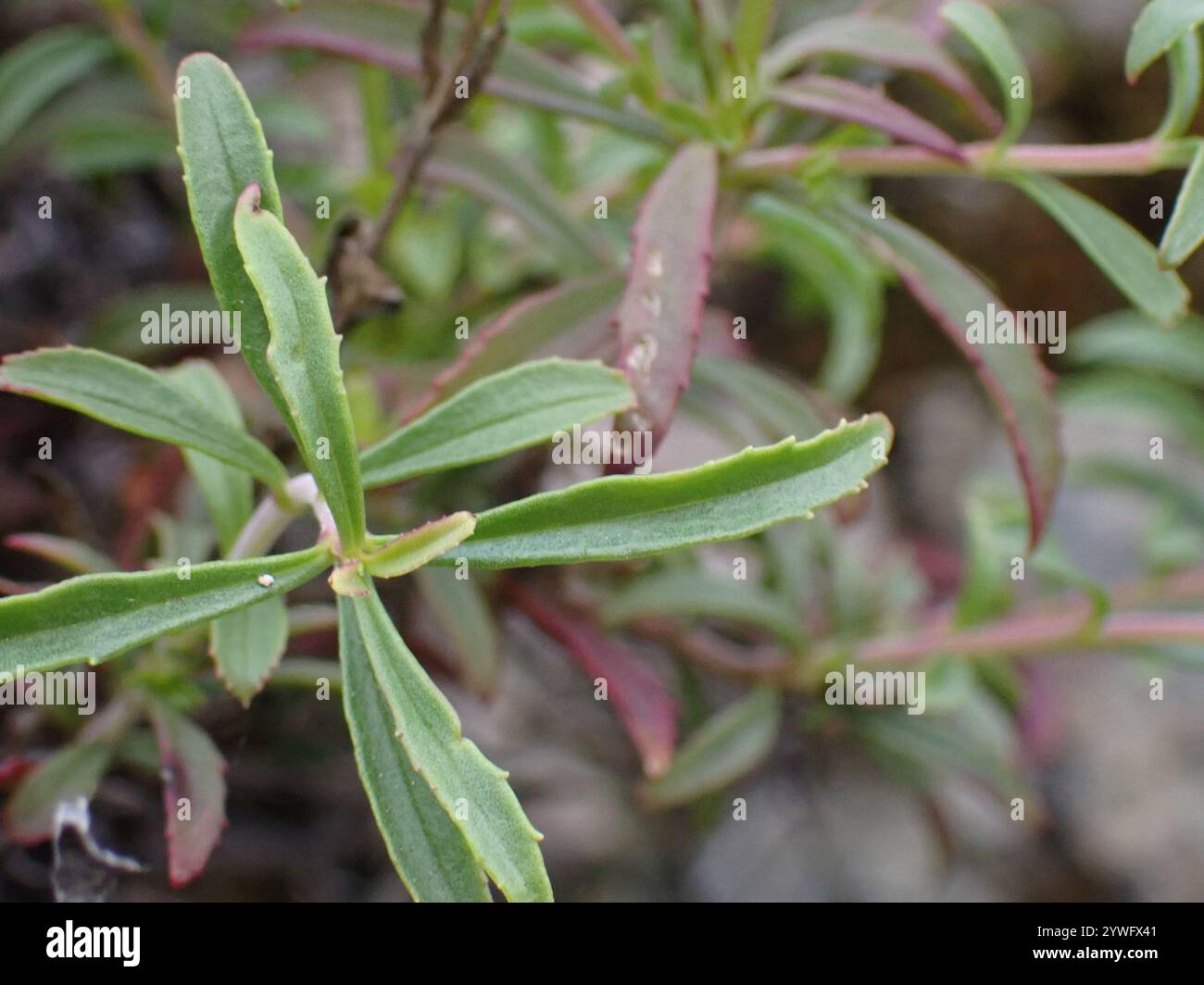 Bush Penstemon (Penstemon fruticosus Stock Photo - Alamy