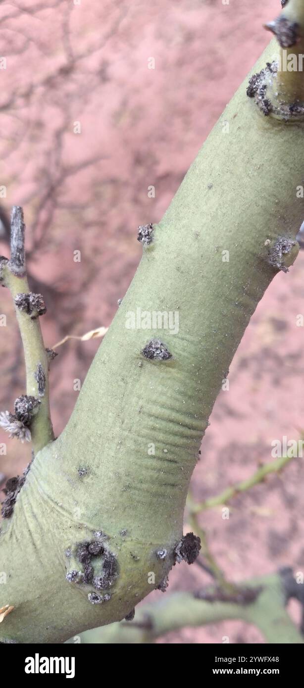 palo brea (Parkinsonia praecox Stock Photo - Alamy