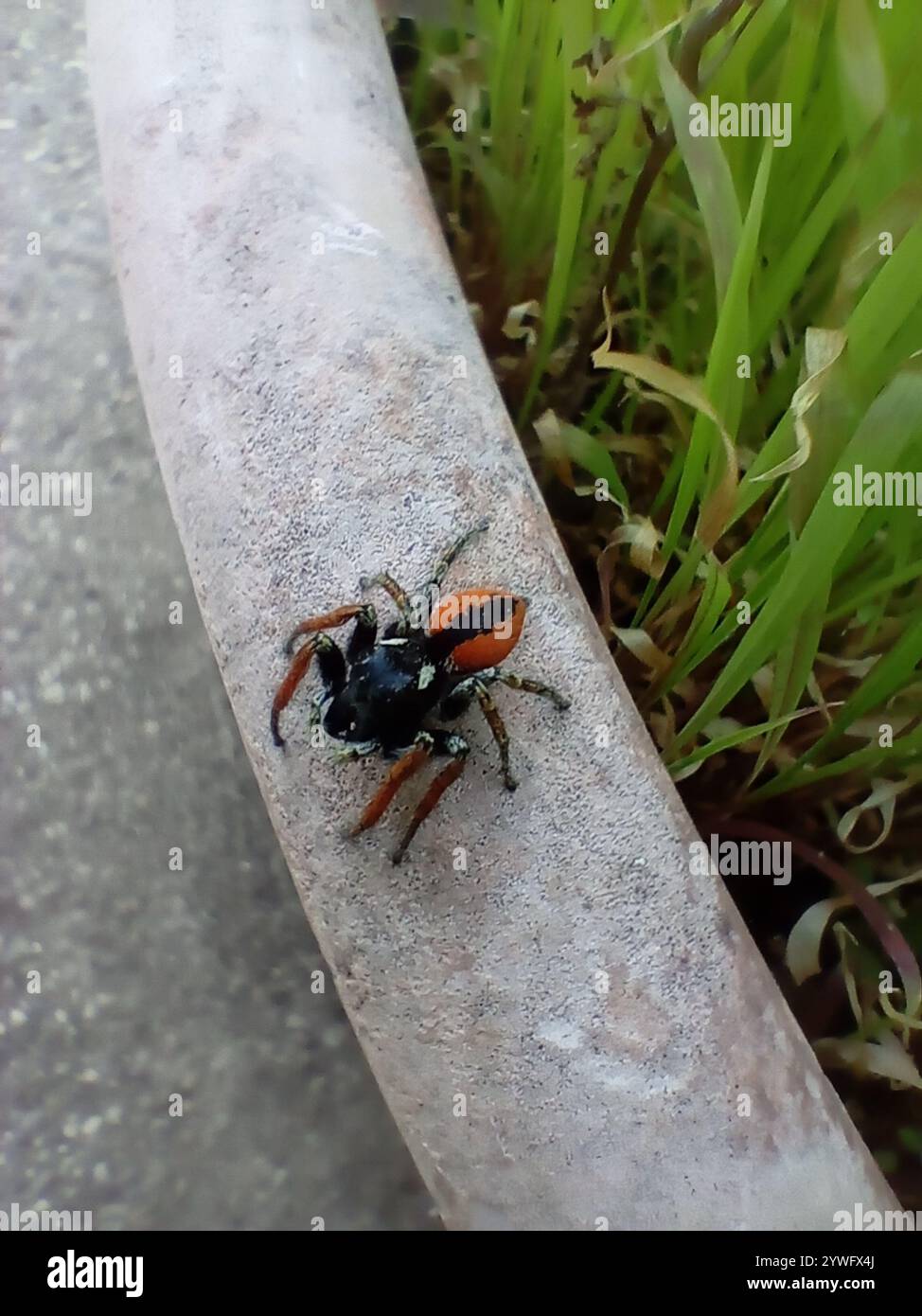 Red-bellied Jumping Spider (Philaeus chrysops Stock Photo - Alamy