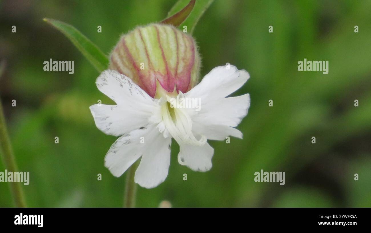 evening lychnis (Silene latifolia alba Stock Photo - Alamy