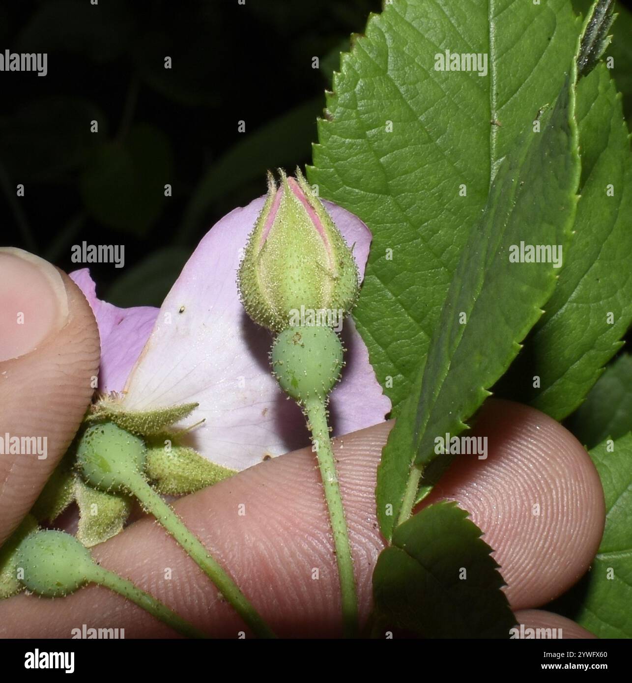 climbing prairie rose (Rosa setigera Stock Photo - Alamy