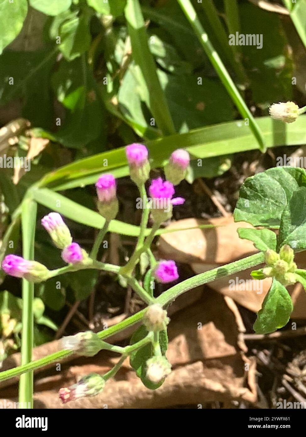 little ironweed (Cyanthillium cinereum Stock Photo - Alamy