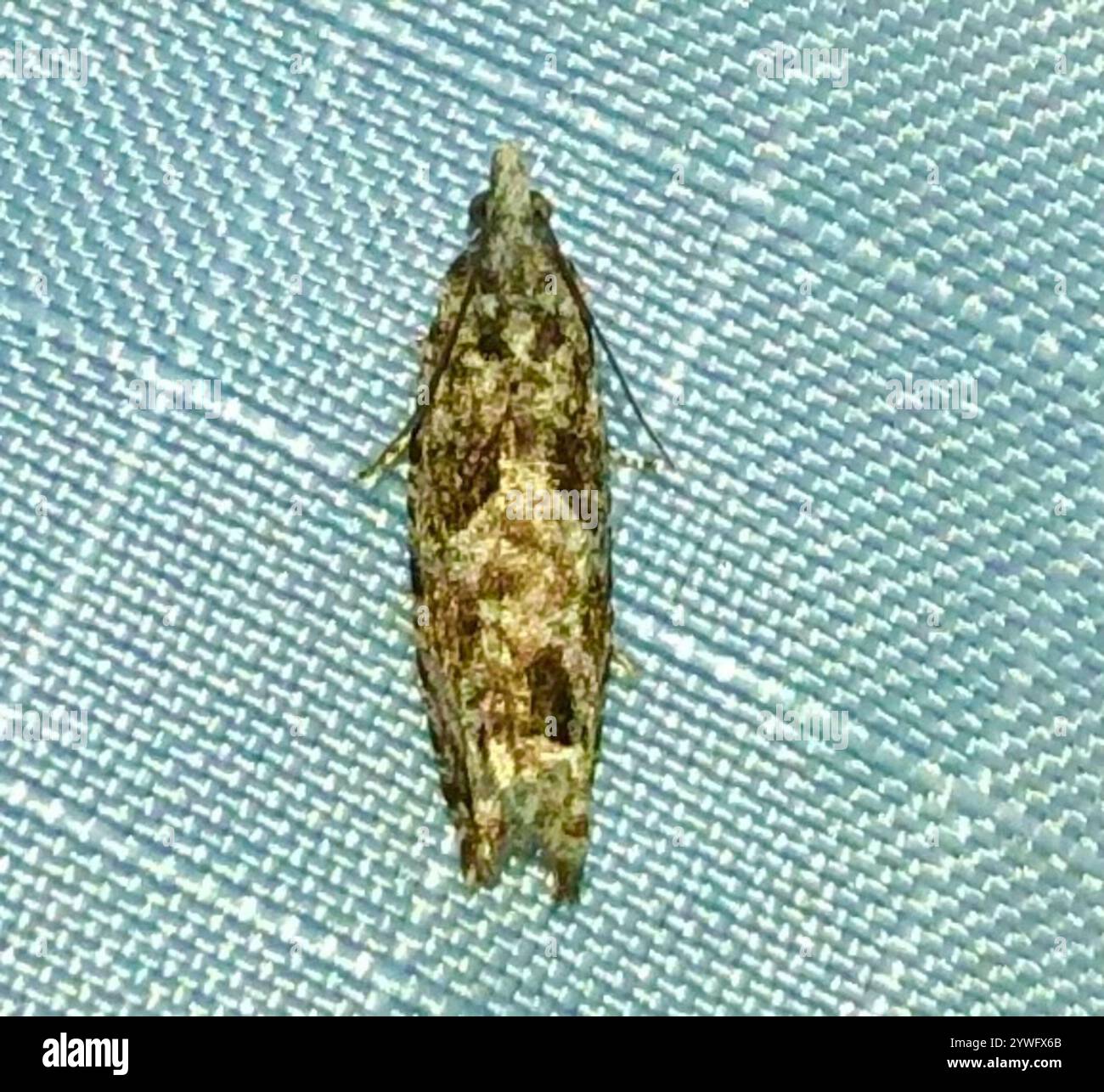 Maple Trumpet Skeletonizer Moth (Catastega aceriella Stock Photo - Alamy