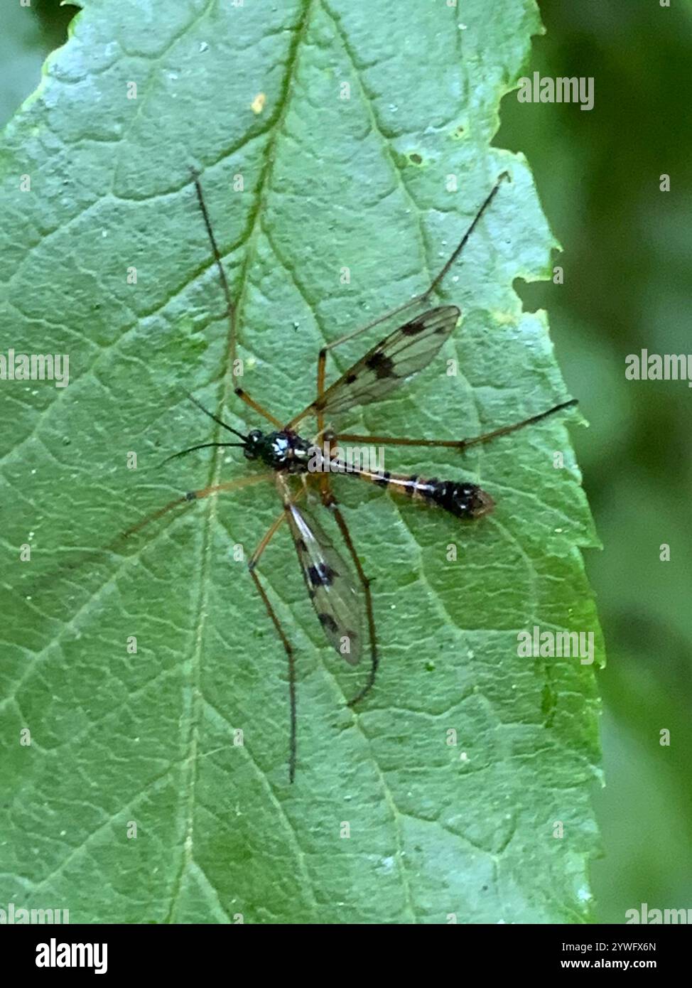 orange-marked cranefly (Ptychoptera contaminata Stock Photo - Alamy