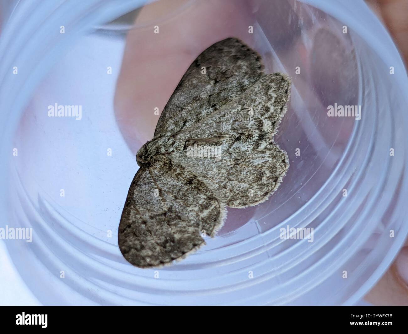Small Engrailed (Ectropis crepuscularia Stock Photo - Alamy
