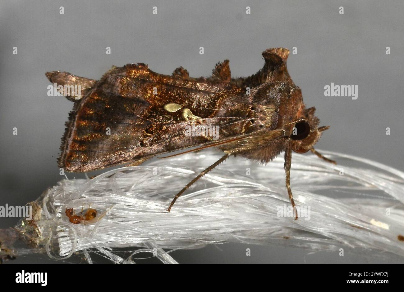 Common Looper Moth (Autographa precationis Stock Photo - Alamy