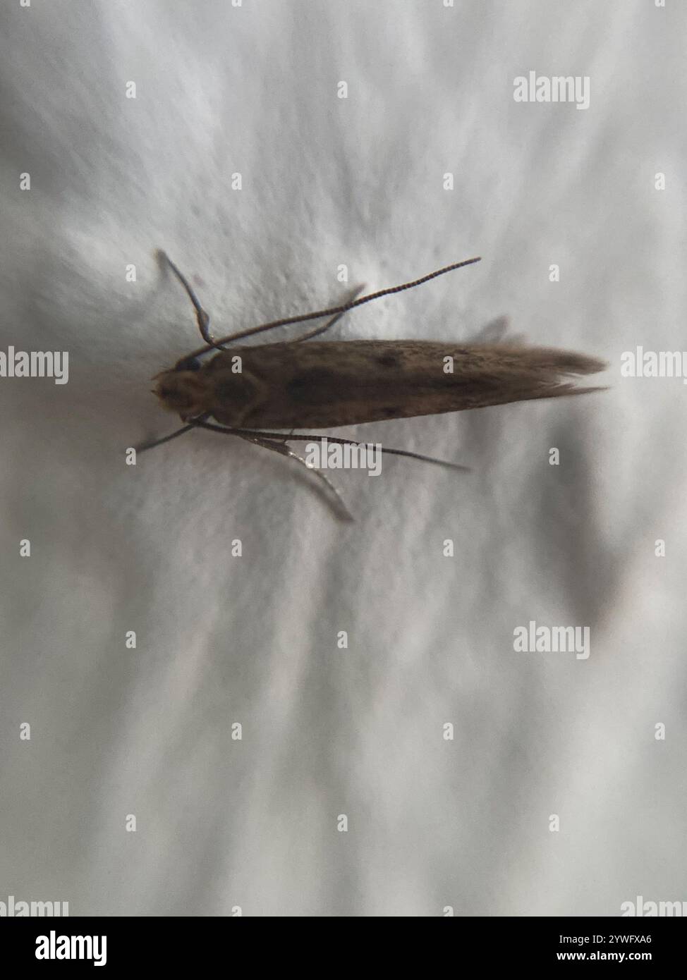 Case-bearing Clothes Moth (Tinea pellionella Stock Photo - Alamy