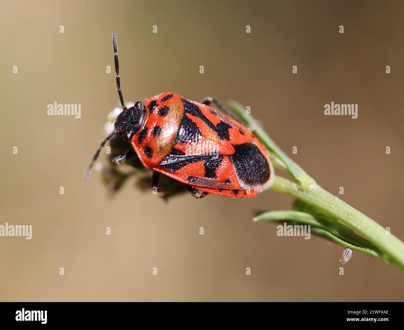 red cabbage bug (Eurydema ornata Stock Photo - Alamy