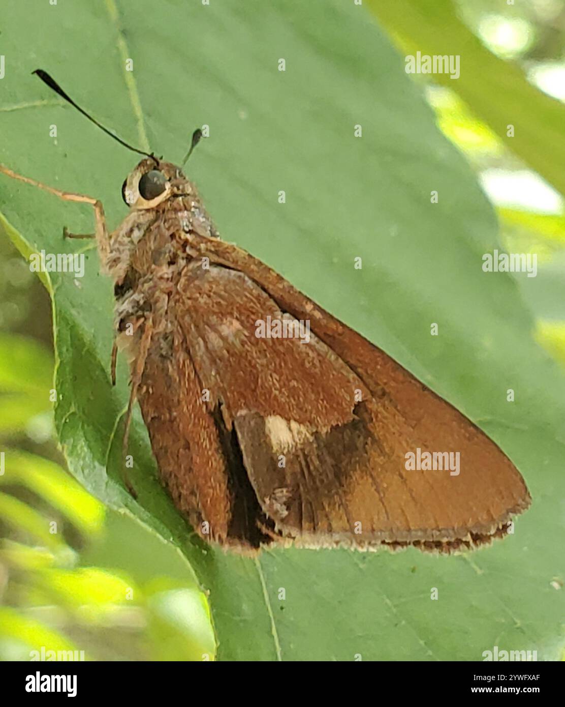 Monk Skipper (Choranthus capucinus Stock Photo - Alamy