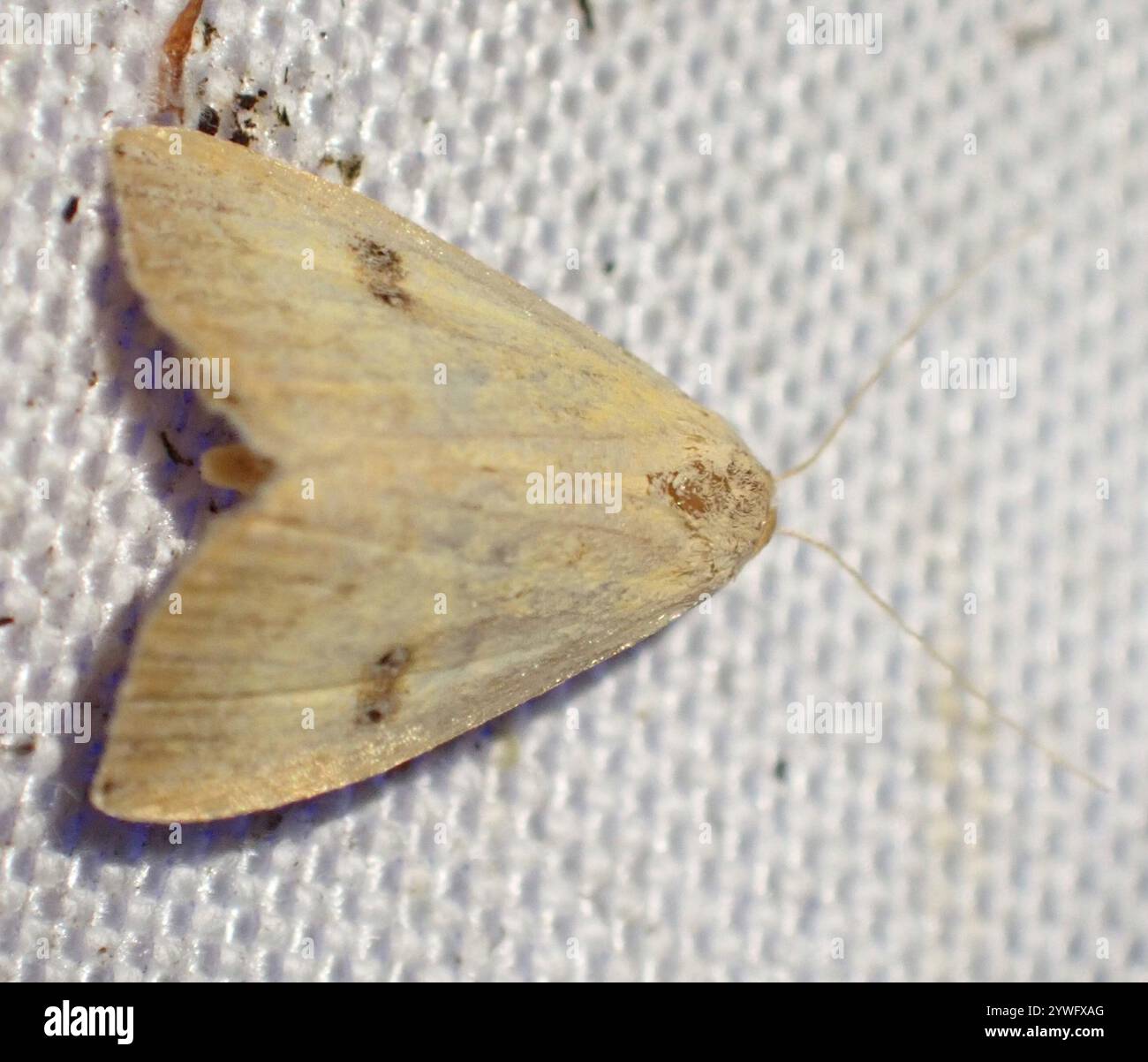 Straw Dot (Rivula sericealis Stock Photo - Alamy