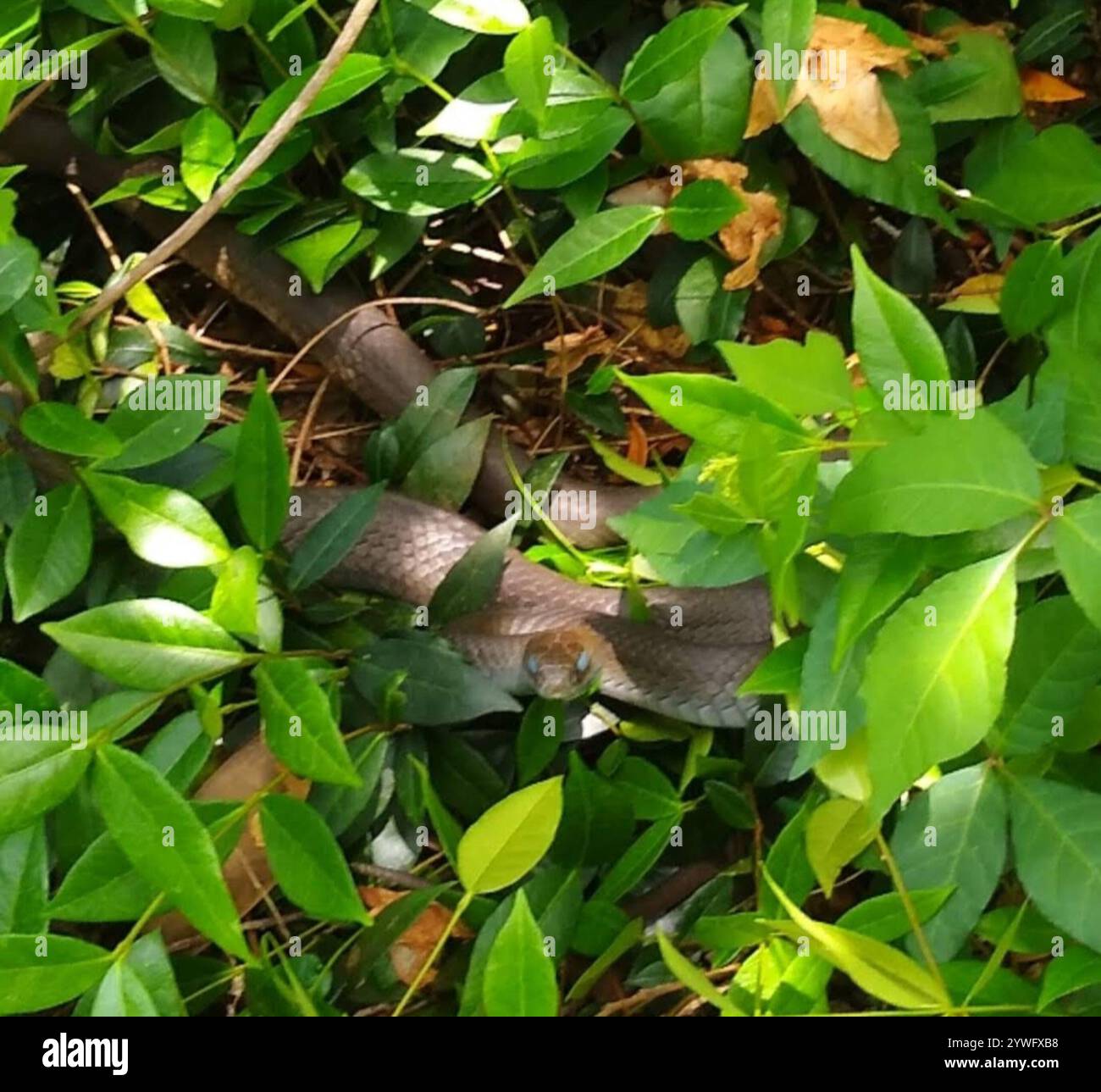 North American Racer (Coluber constrictor Stock Photo - Alamy
