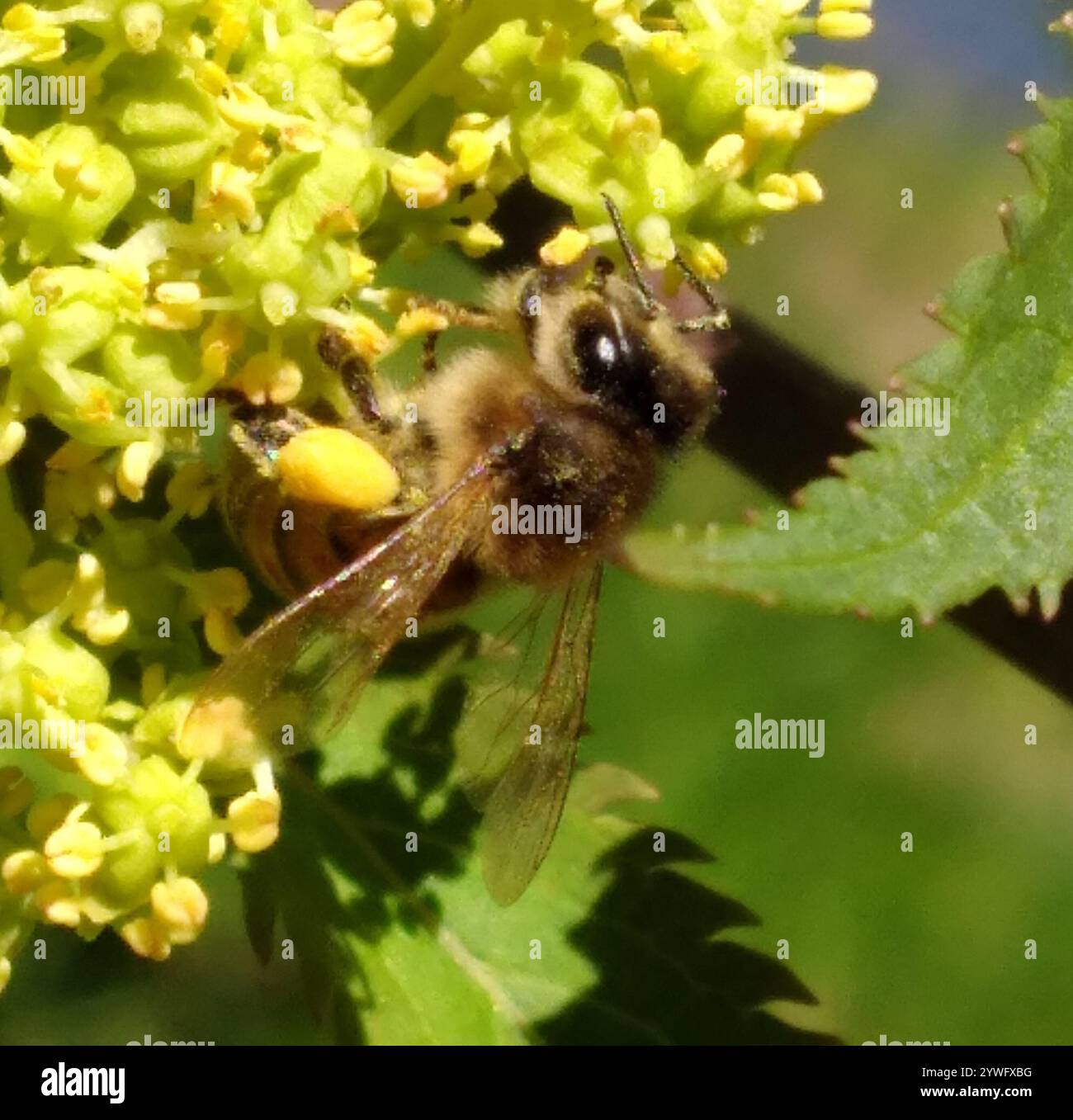 Western Honey Bee (Apis mellifera Stock Photo - Alamy