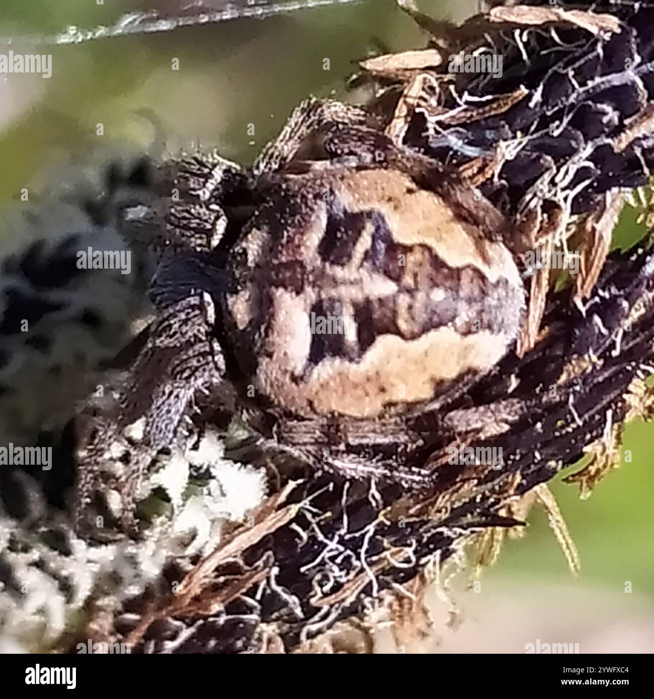 Furrow Spiders (Larinioides Stock Photo - Alamy