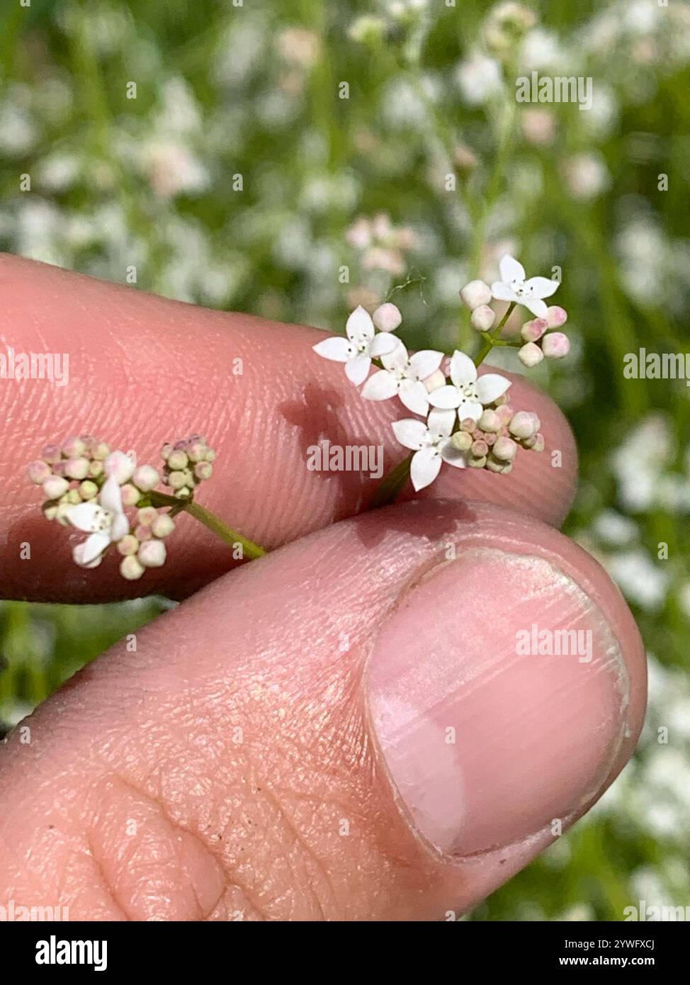 Common Marsh-bedstraw (Galium palustre Stock Photo - Alamy