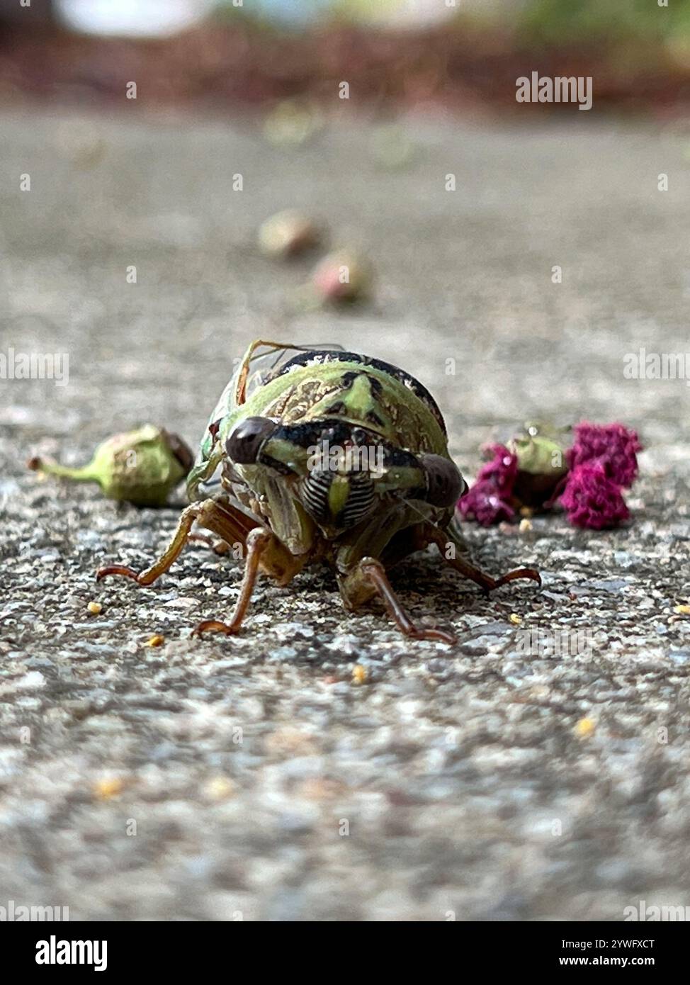 Resh Cicada (Megatibicen resh Stock Photo - Alamy