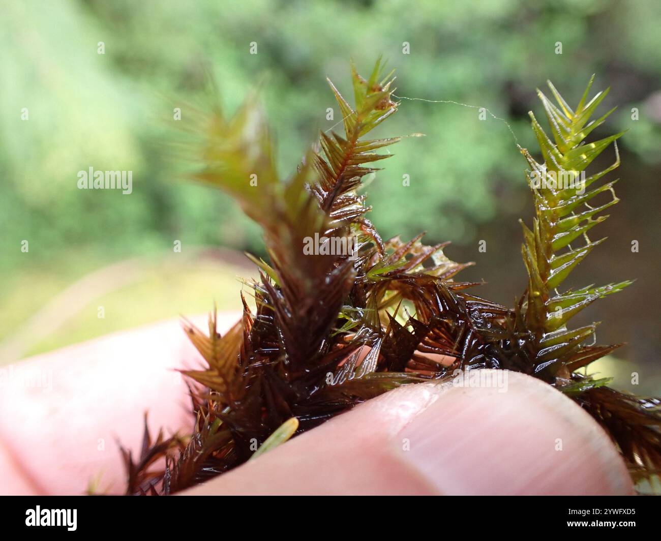 Willow Moss (Fontinalis antipyretica Stock Photo - Alamy
