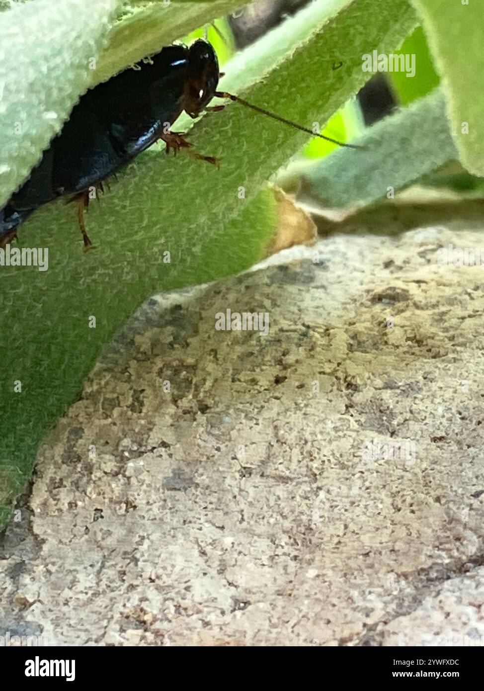 Cockroaches and Termites (Blattodea Stock Photo - Alamy