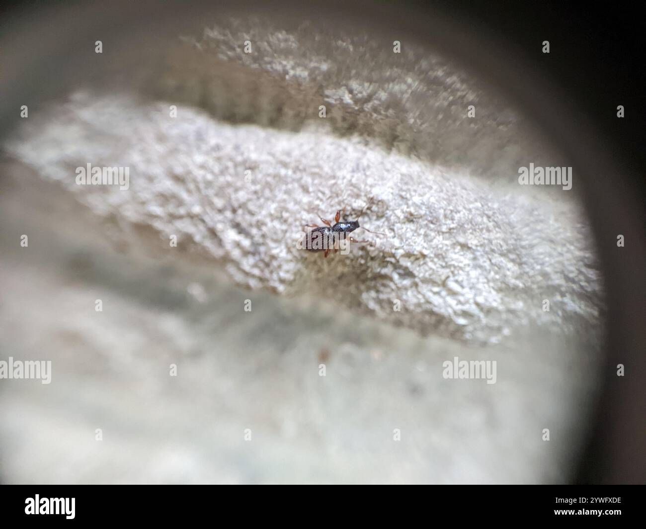 Hairy Spider Weevil (Barypeithes pellucidus Stock Photo - Alamy