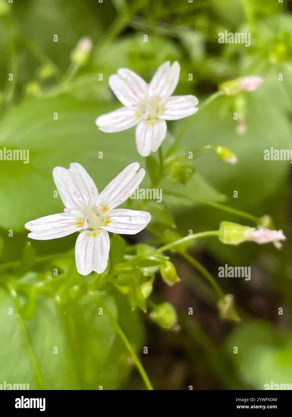 Candy Flower (Claytonia sibirica Stock Photo - Alamy