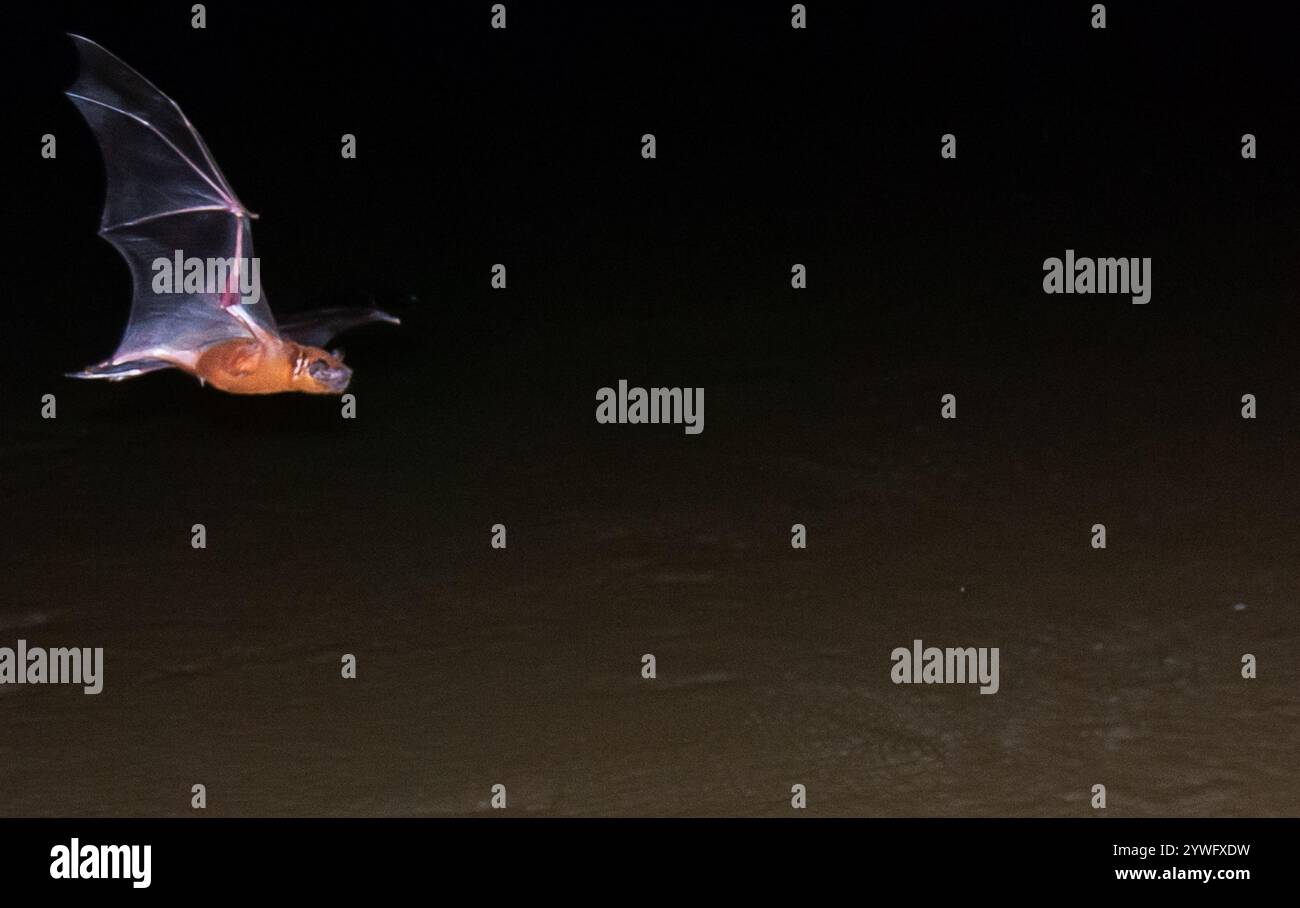 Greater Bulldog Bat (Noctilio leporinus Stock Photo - Alamy