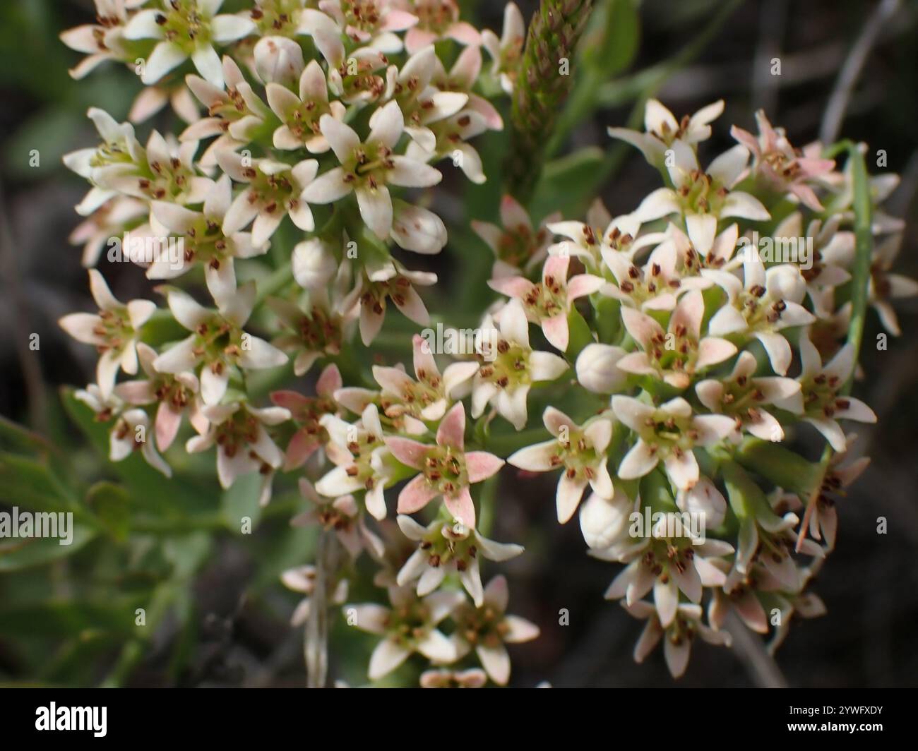 bastard toadflax (Comandra umbellata Stock Photo - Alamy