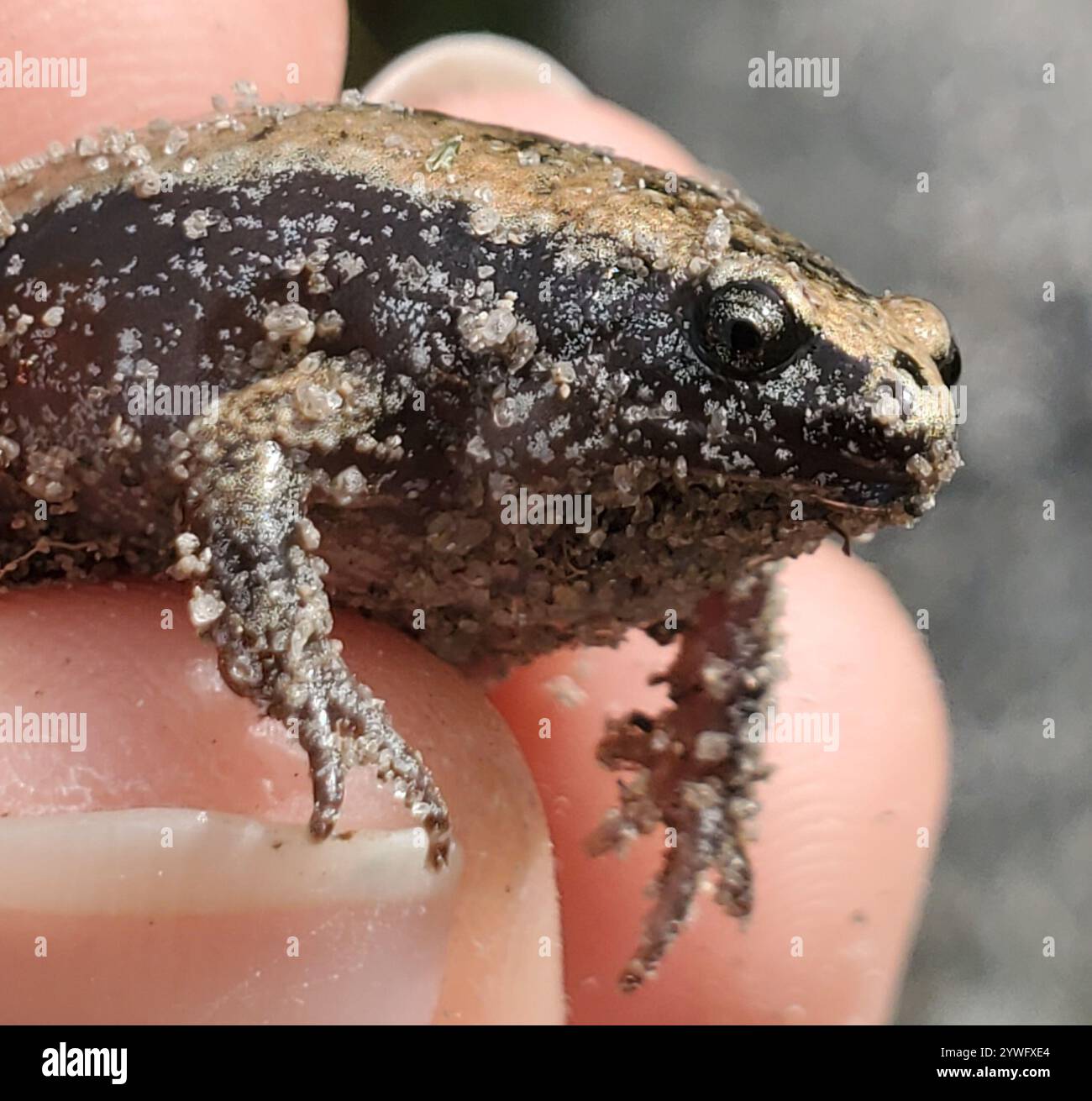 Eastern Narrow-mouthed Toad (Gastrophryne carolinensis Stock Photo - Alamy